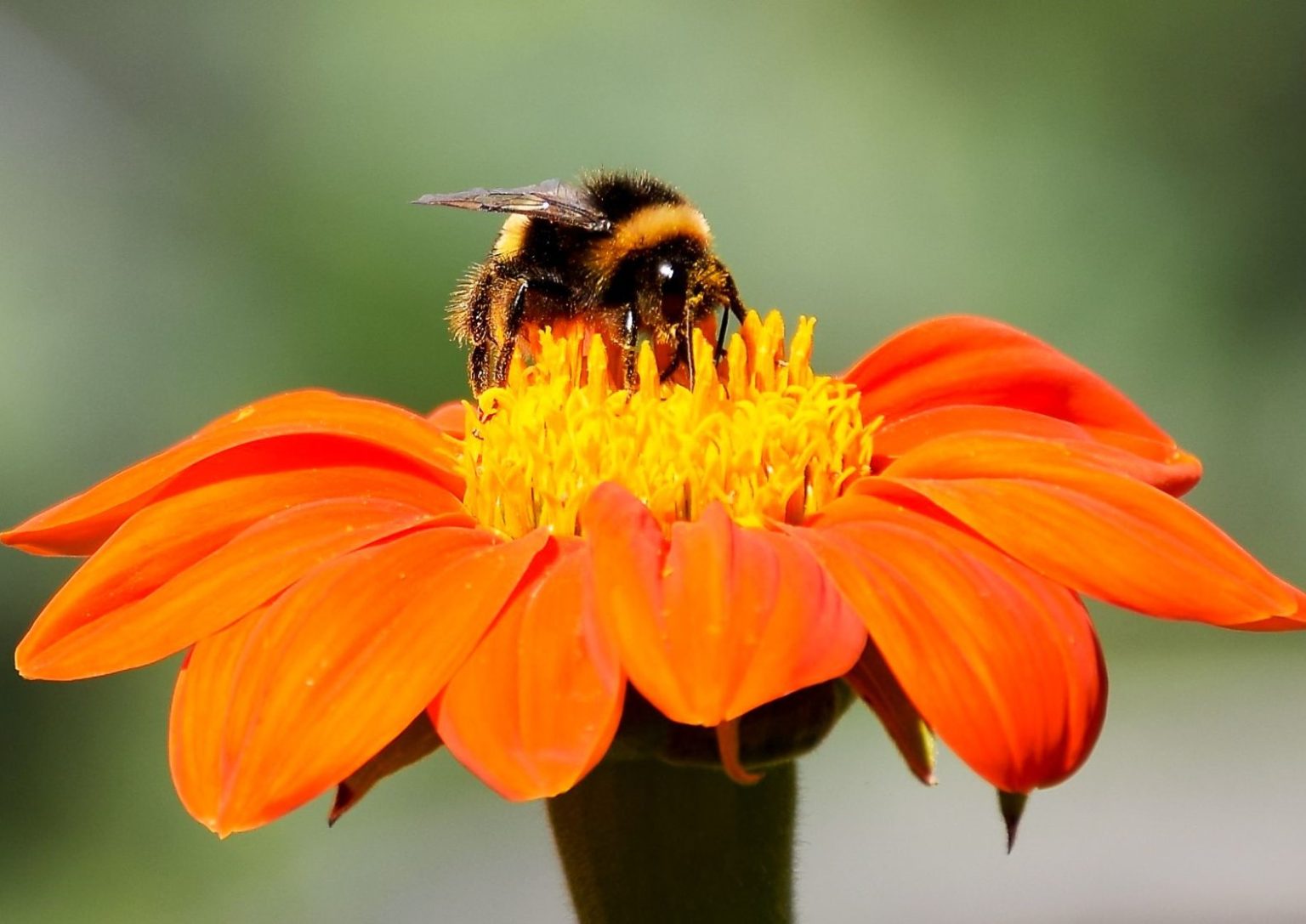 Hope for the Earth – Hope for Humanity: Laudato Si’ Week